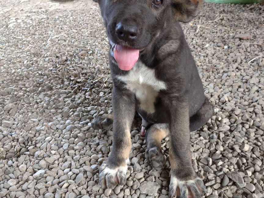 Щенки кавказского волкодава