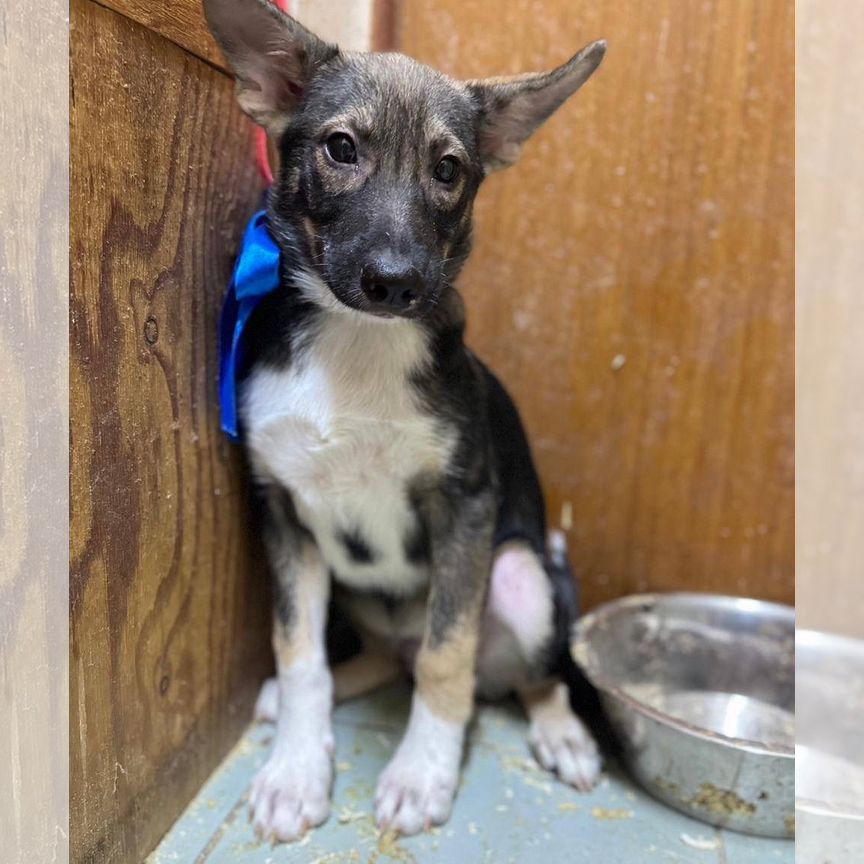 Щенок в добрые руки