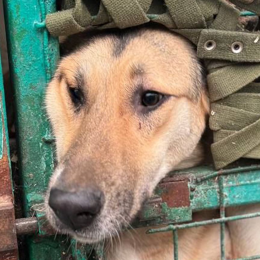 Взрослая собака в добрые руки