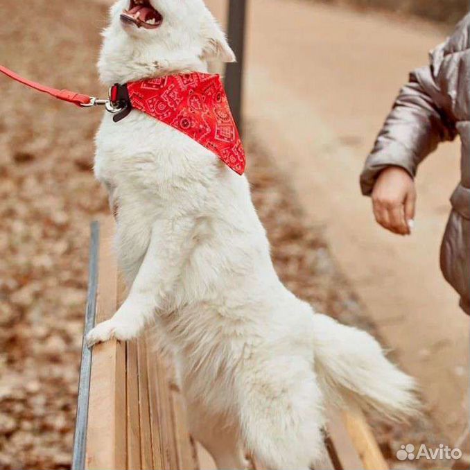 Собака-Лисичка