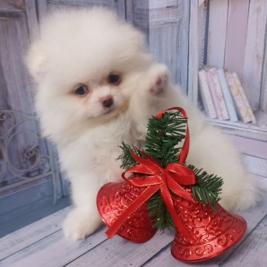 Померанский шпиц, щенок