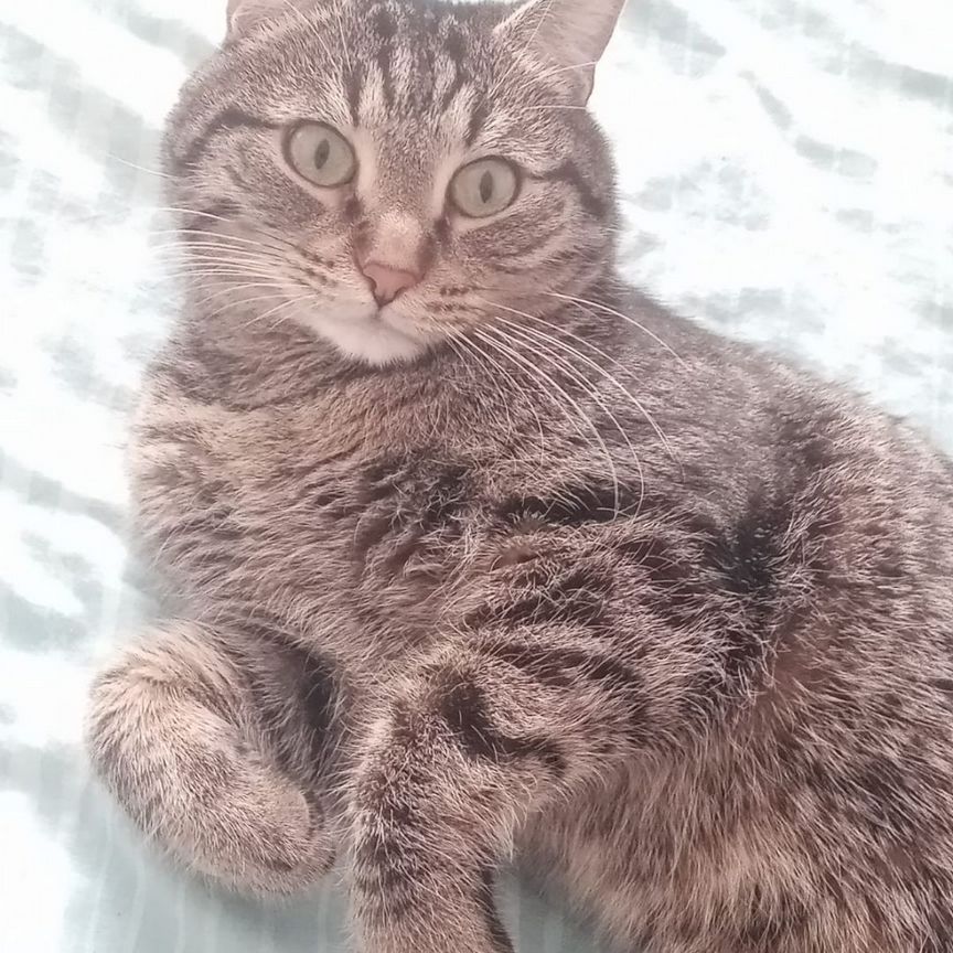 Кот