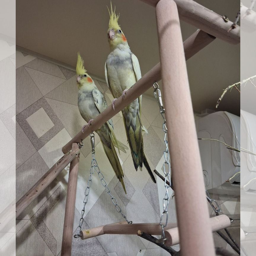 Попугай корелла ручной