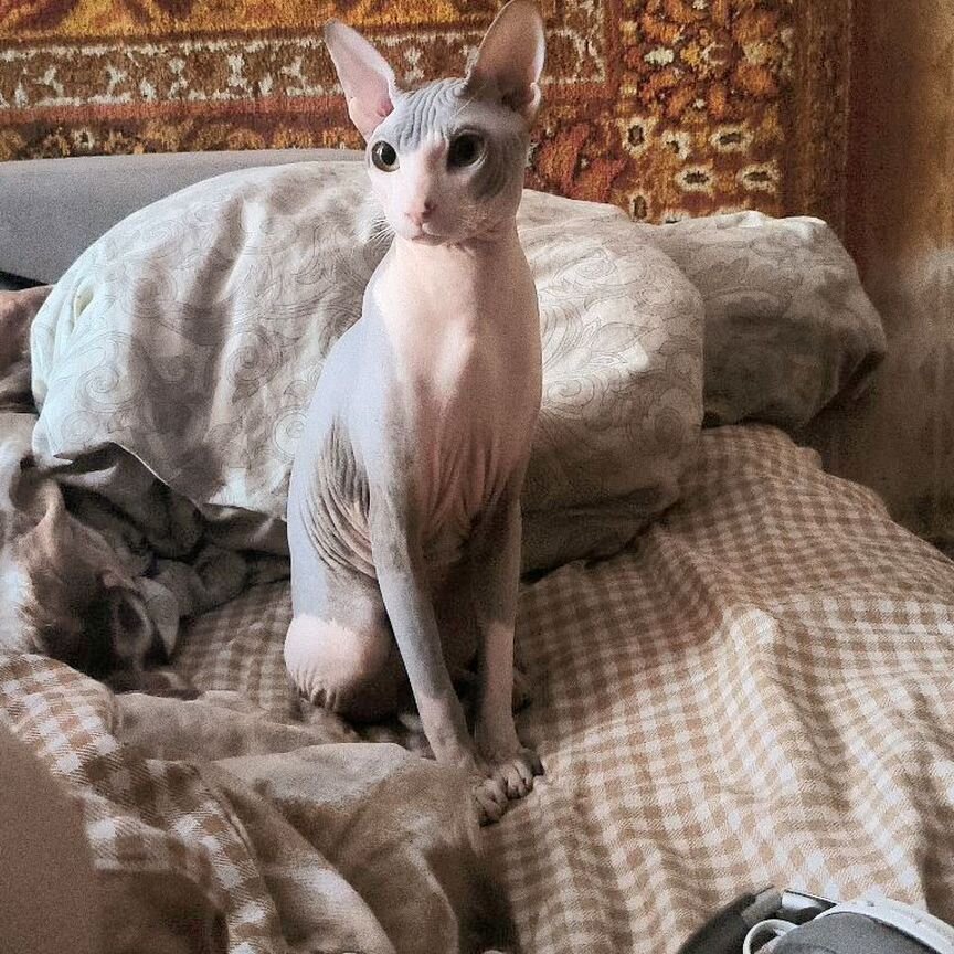 Отдам канадского сфинкса велюр