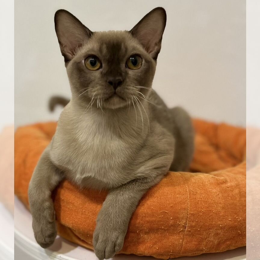 Европейский бурманский котёнок