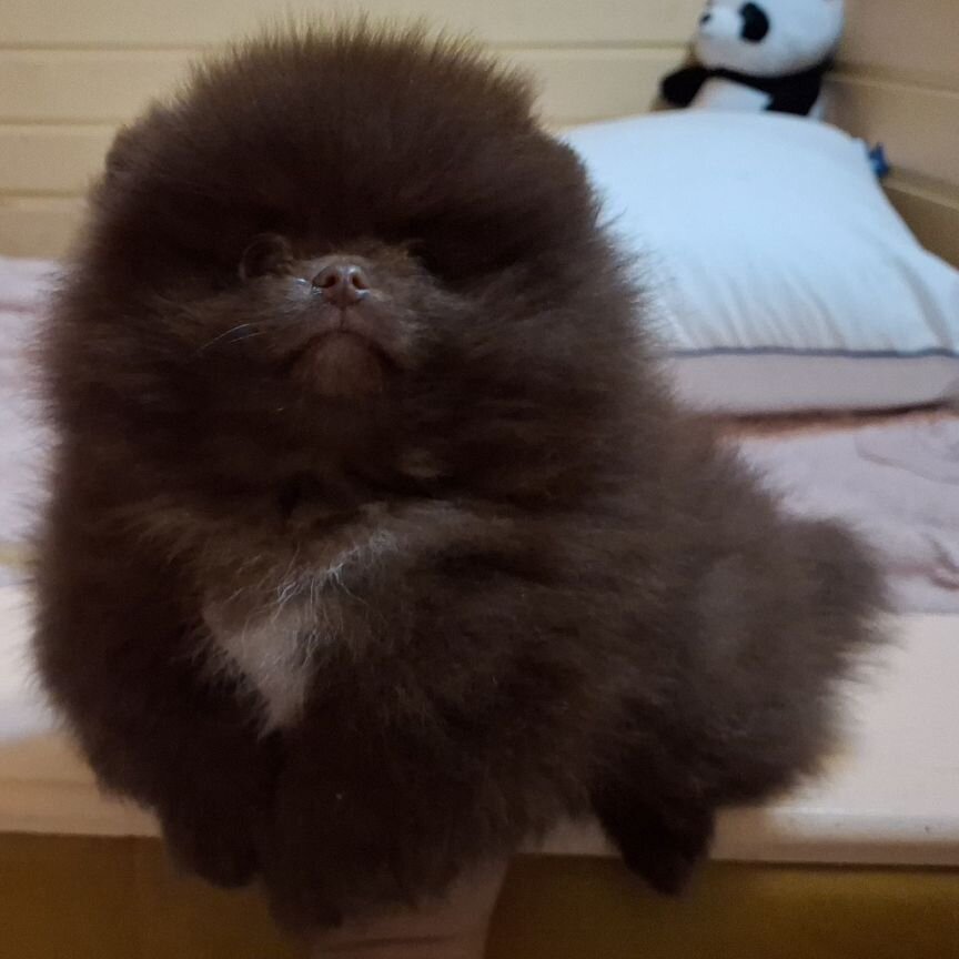 Померанский шпиц, щенок