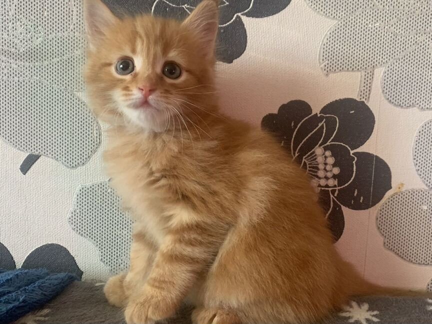 Рыжий котенок