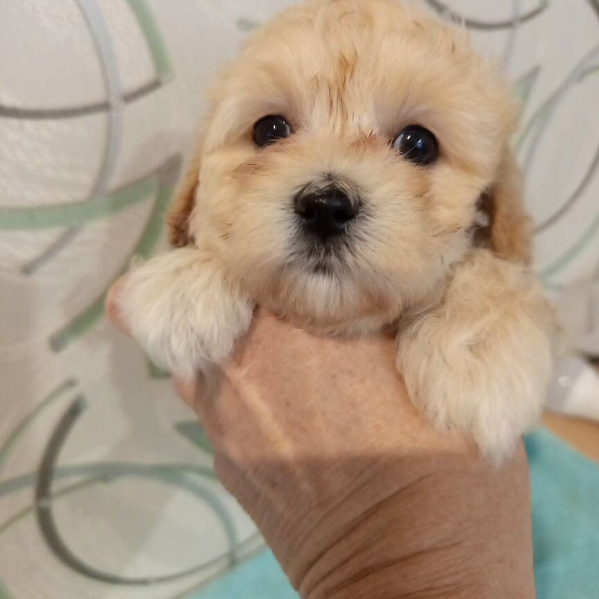 Мальтипу, щенок