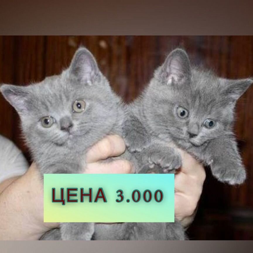 Британский короткошёрстный котёнок