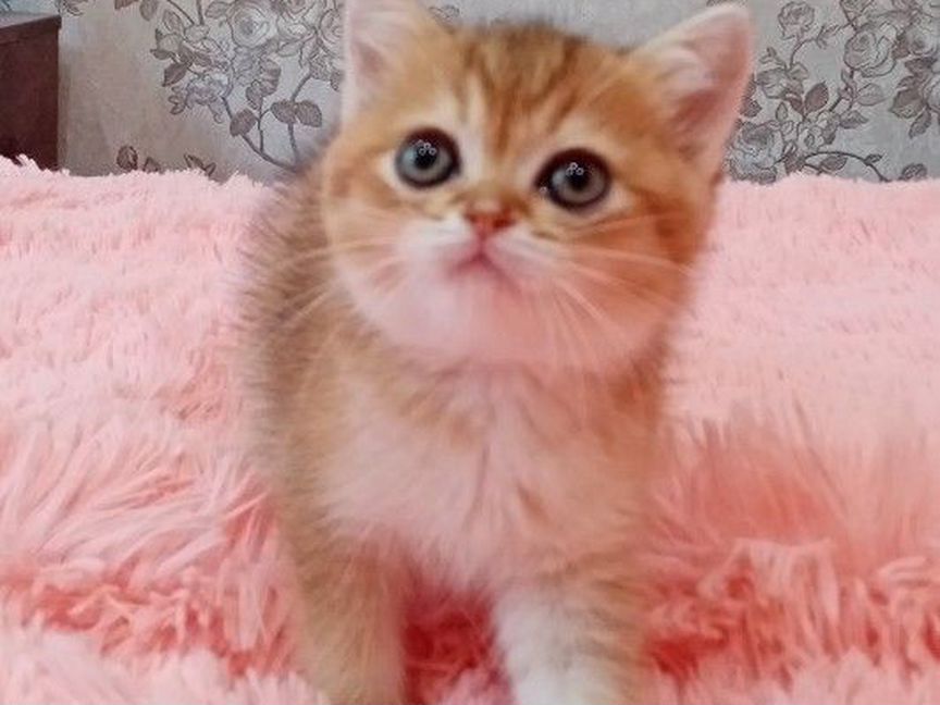 Шотландские золотые котята скоттиш страйт