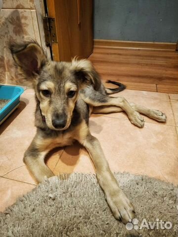 Щенок 4 мес в дар