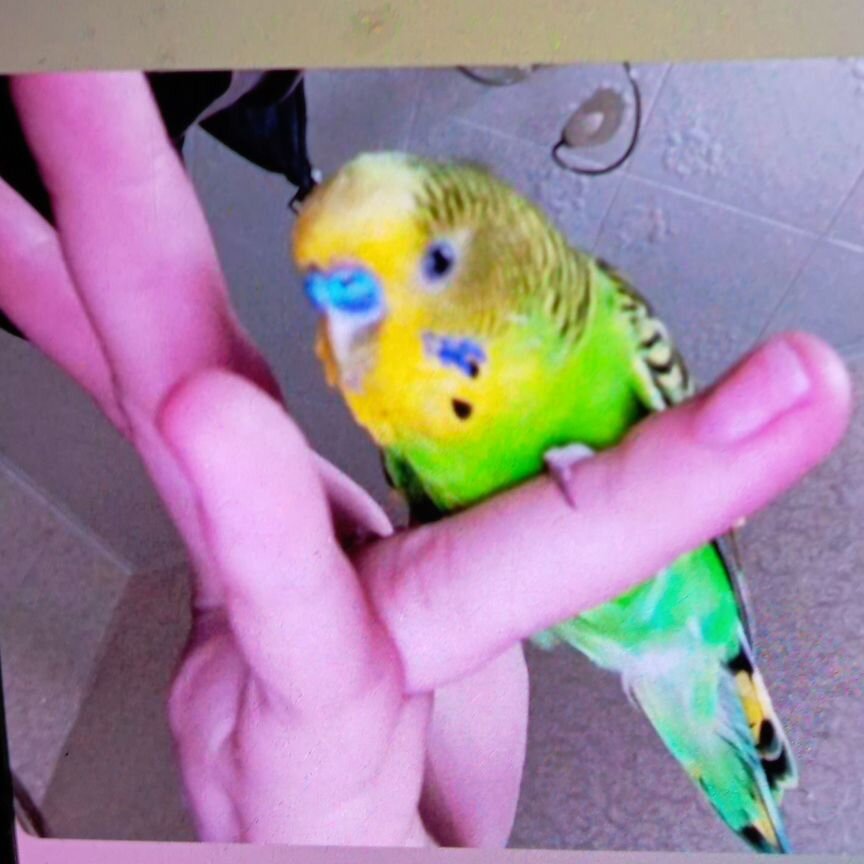 Волнистый попугай самец с клеткойи с кормом