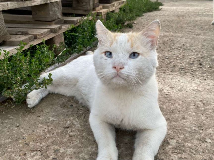 Кот брутал