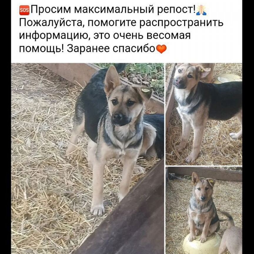 Щенки девочки 4,5 месяца