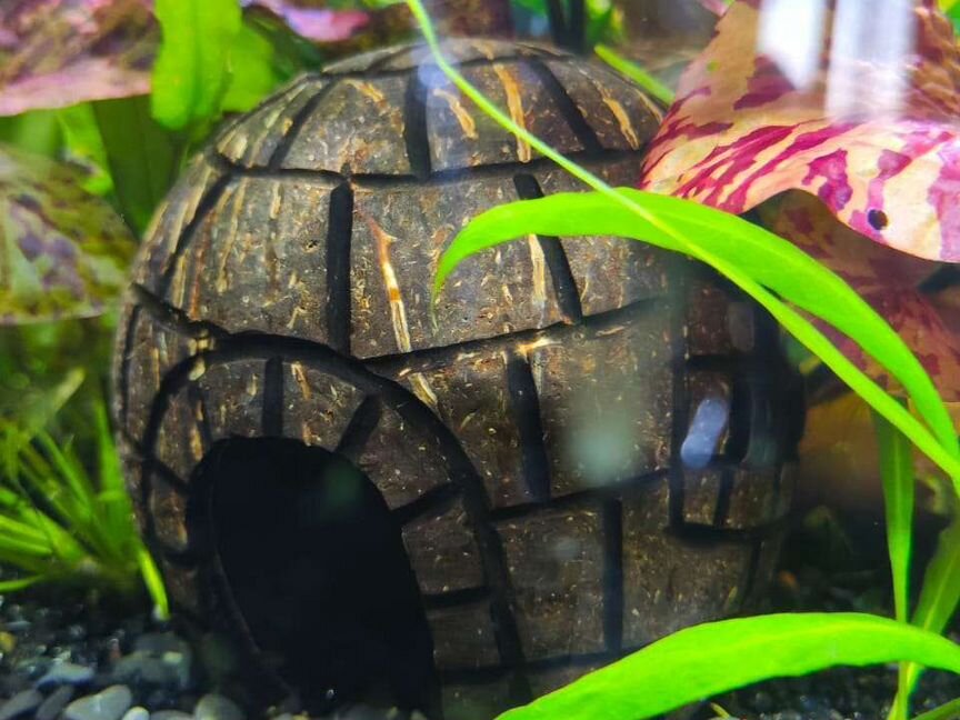 Домики из кокоса в аквариум