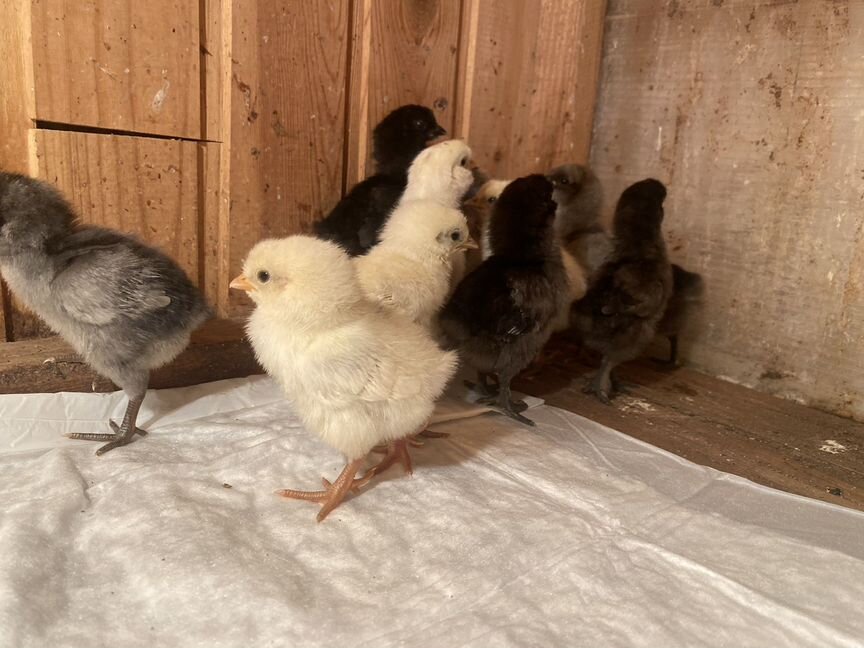 Цыплята кур несушек