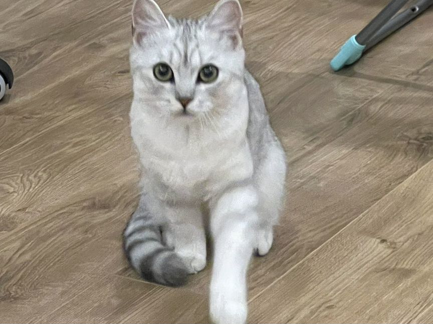 Британская кошка