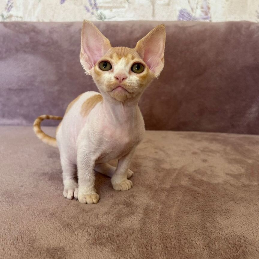 Ваша малышка