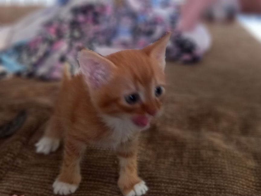 2 кота и маленькая кошка вопрос срочный жду смс