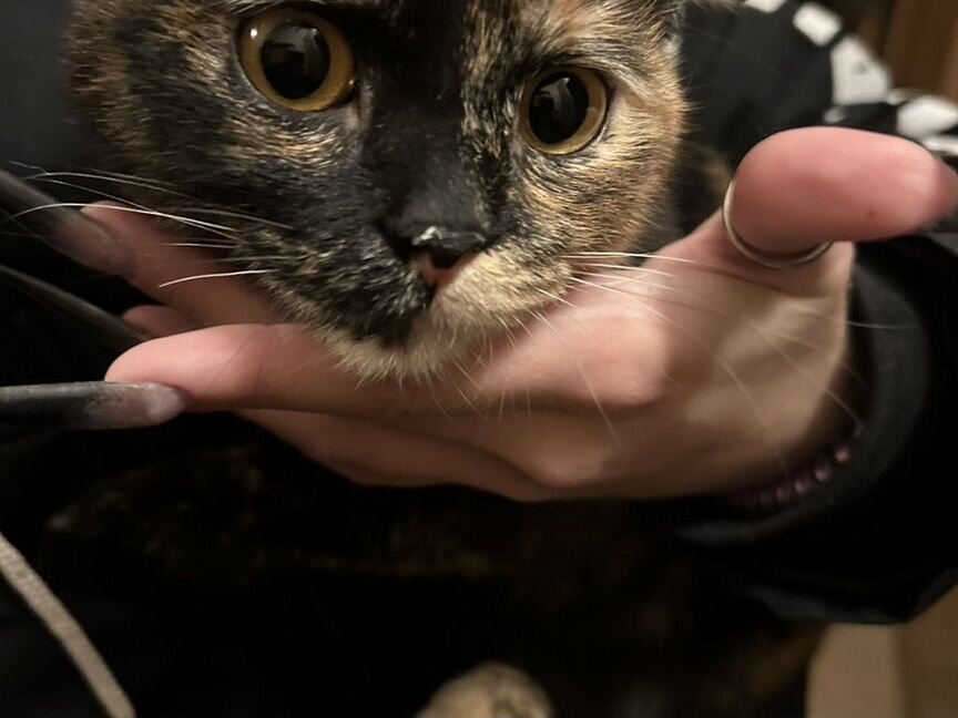 Британская кошка в дар