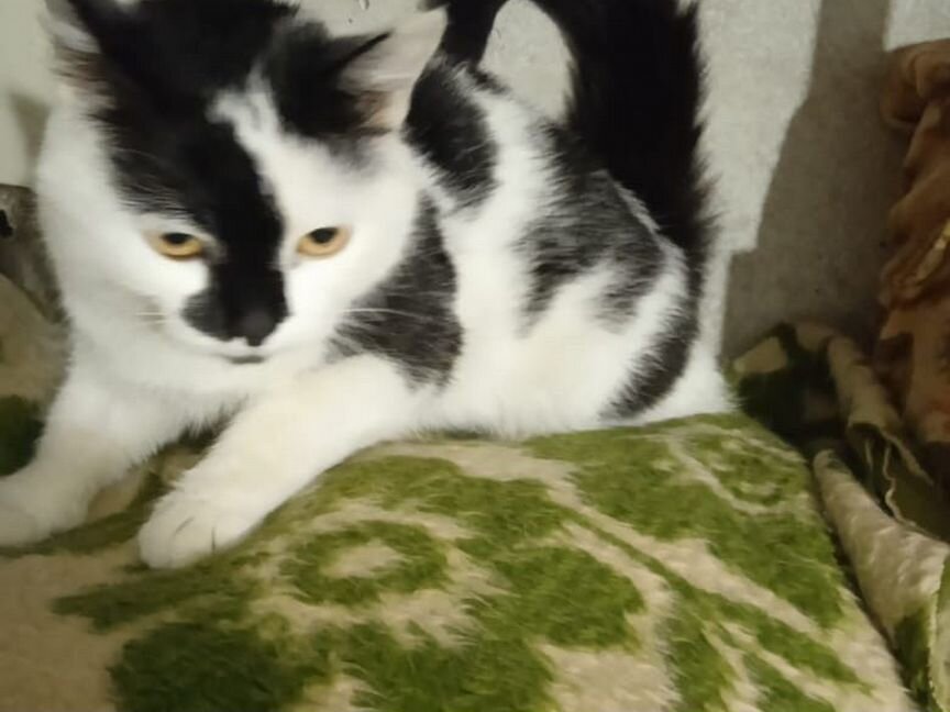 Кошка Кнопа ищет дом