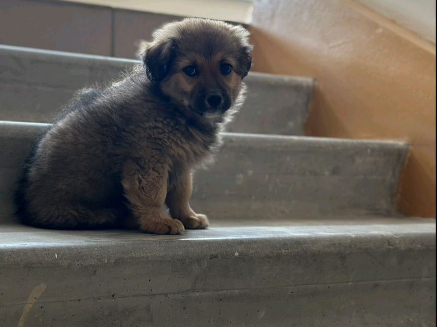 Щеночек в добрые руки