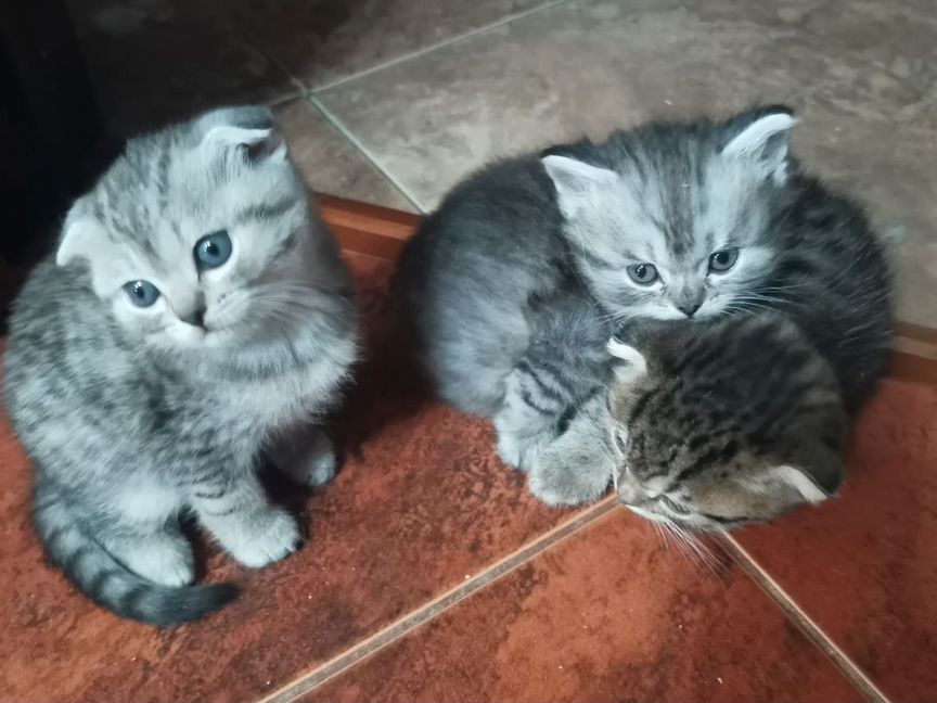 Шотландская