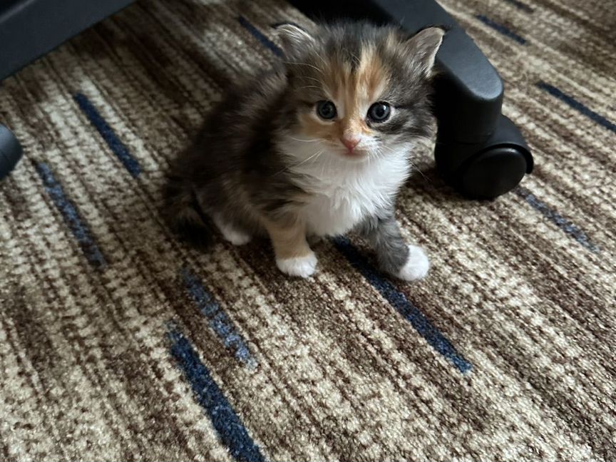 Помесь шотландской вислоухой