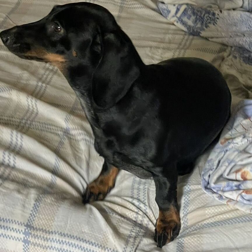 Собака в добрые руки маленькая порода