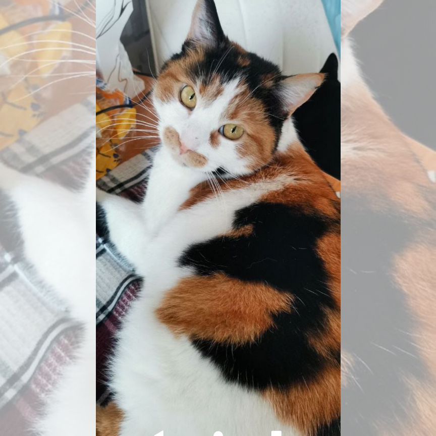 Взрослая, кошка в добрые руки