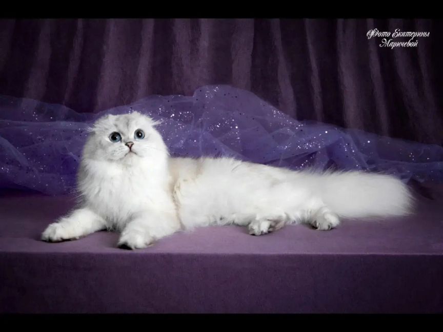 Кошки