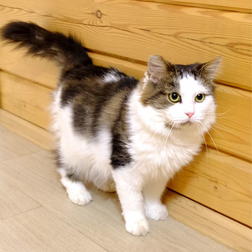 Кот трехцветный пушистый с хорошим характером