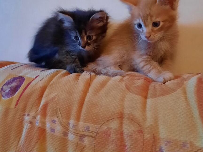 Котята домашние (приучены к туалету)