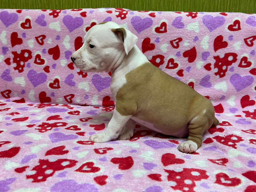 Стаффодетки