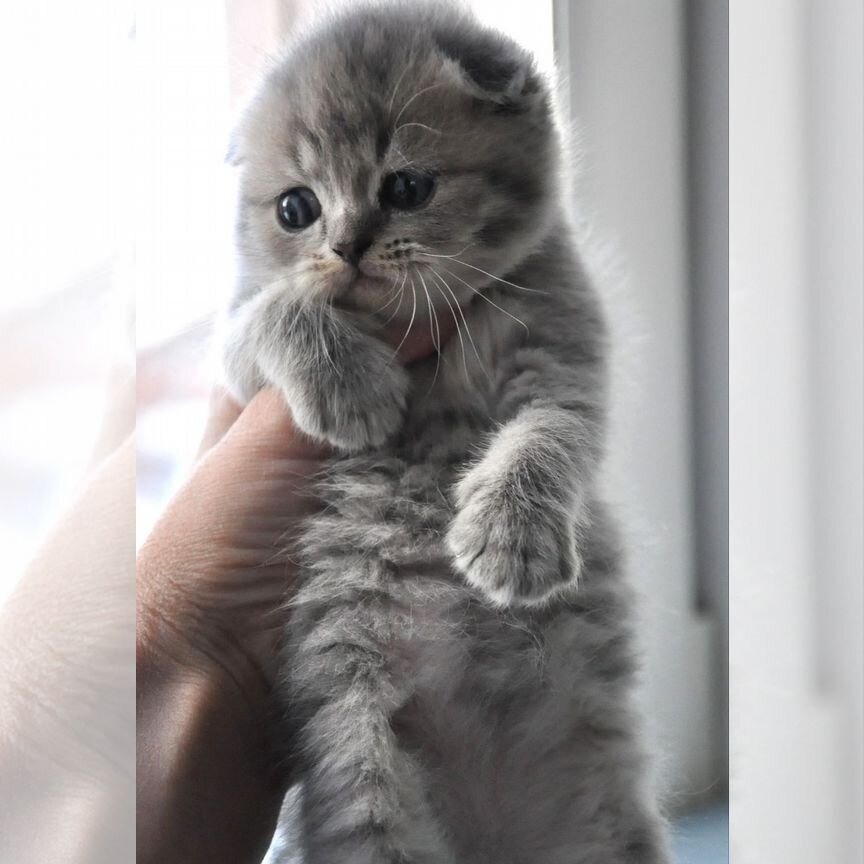 Шотландская вислоухая красотка