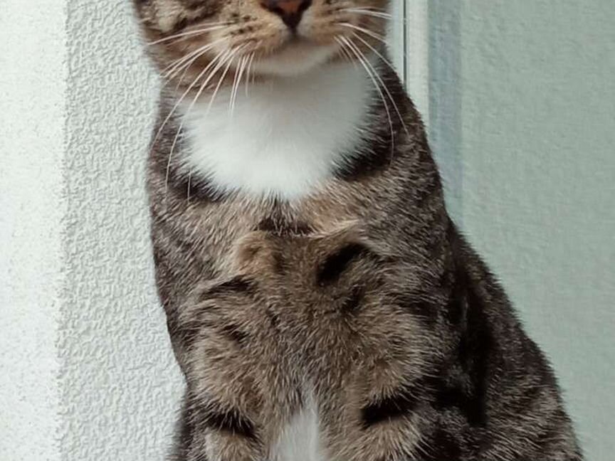 Котик полосатый