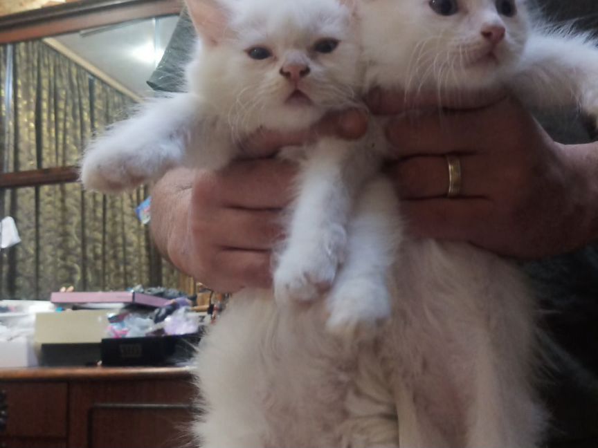 Турецкая ангора