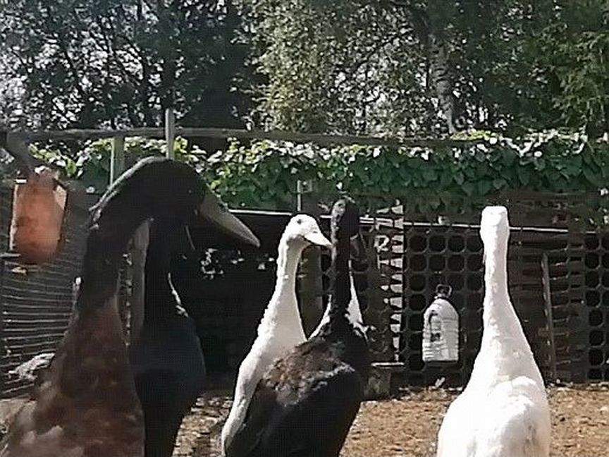 Индийский бегунок. Селезни