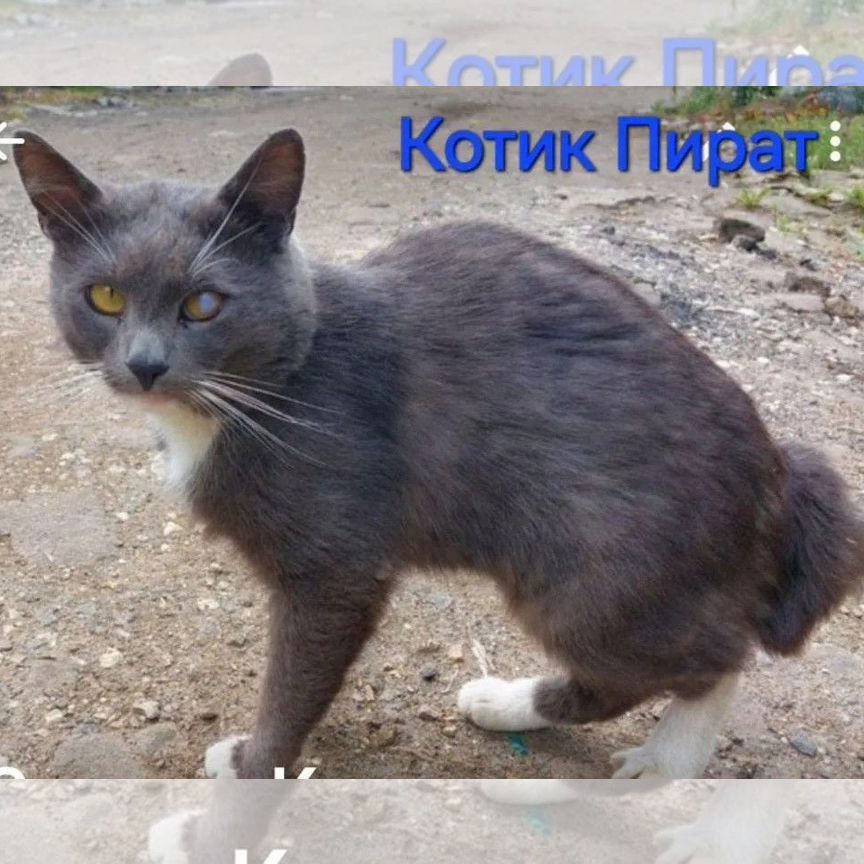 Котёнок и кошечки выживают на свалке