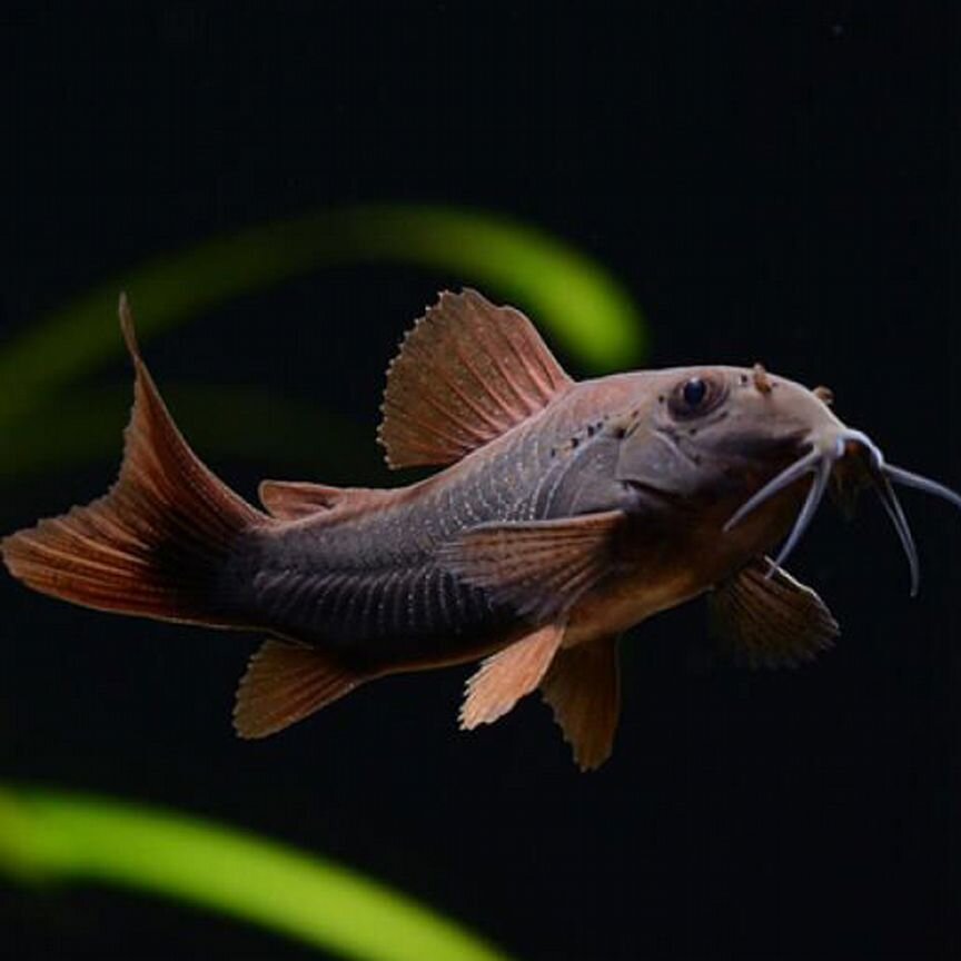 Коридорас венесуэла Black - Corydoras venezuelanu