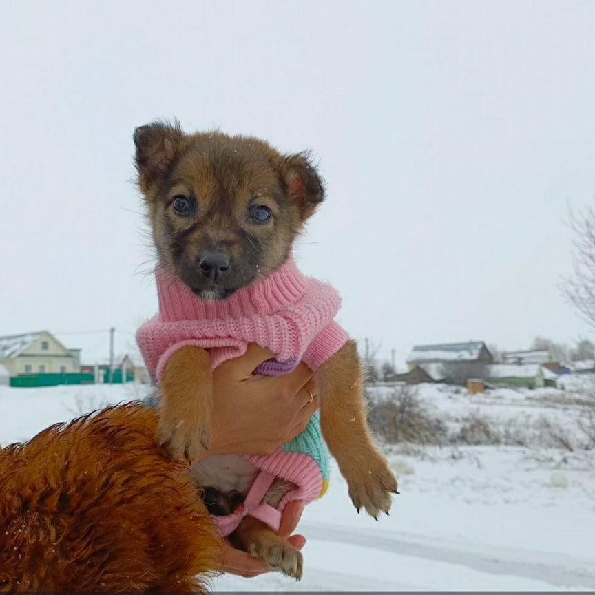 Щенок в добрые руки