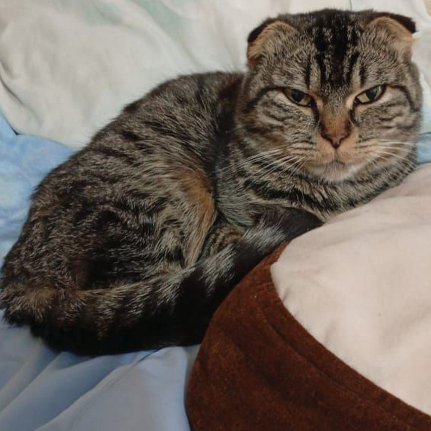 Шотландская вислоухая короткошёрстная, взрослая кошка