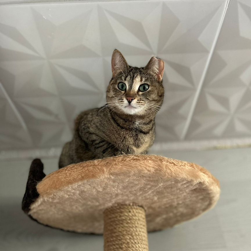 Кошка в хорошие руки
