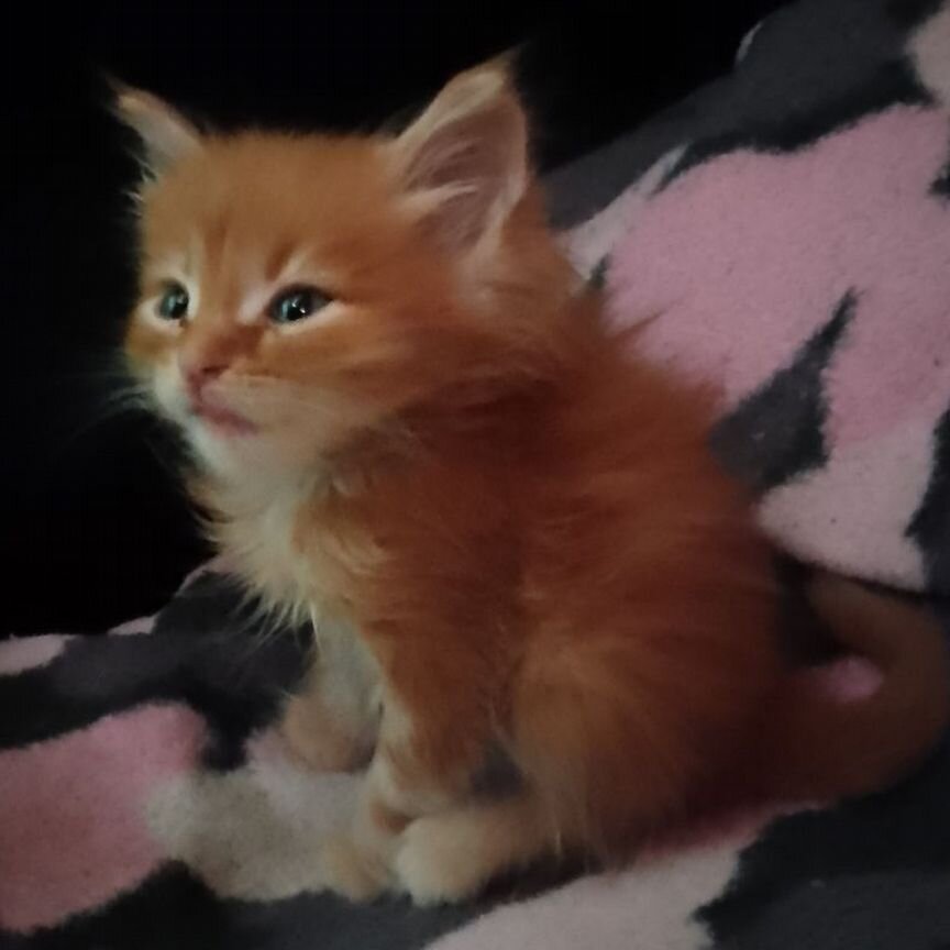 Мейн-кун котёнок