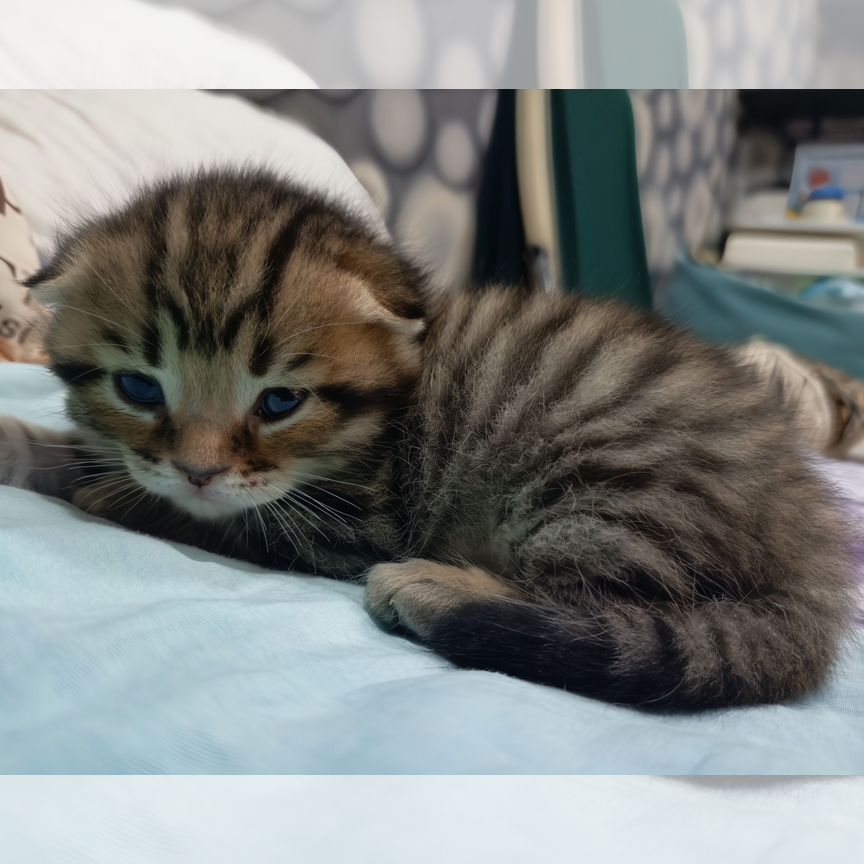 Шотландский вислоухий короткошёрстный котёнок