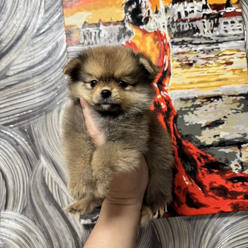Померанский шпиц девочка, с документами