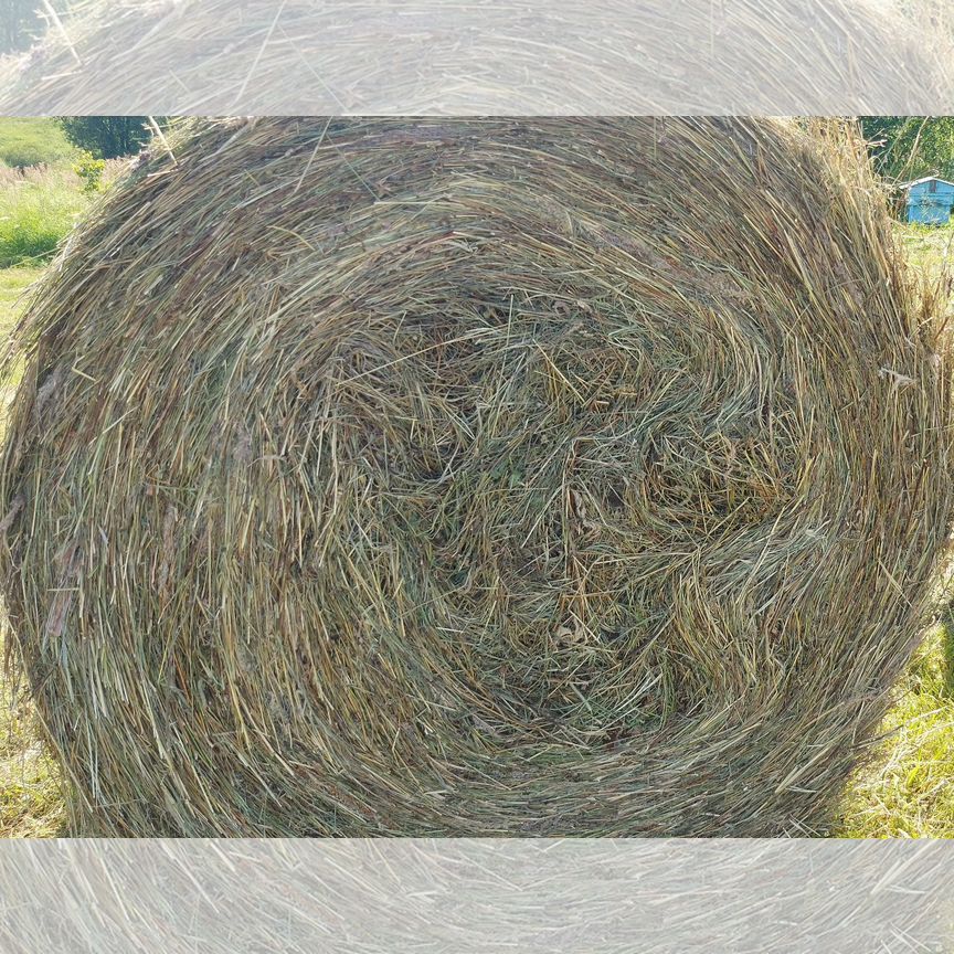 Продам сено в рулонах
