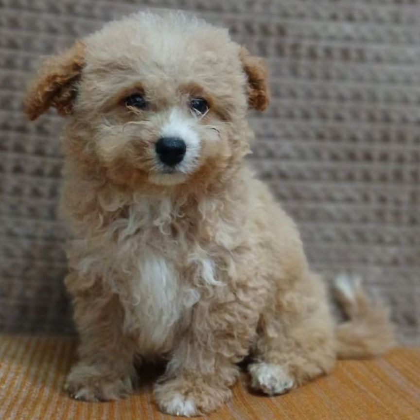 Мальтипу, щенок