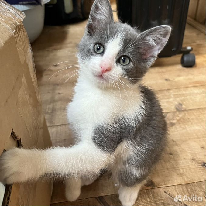 Котя Степаша
