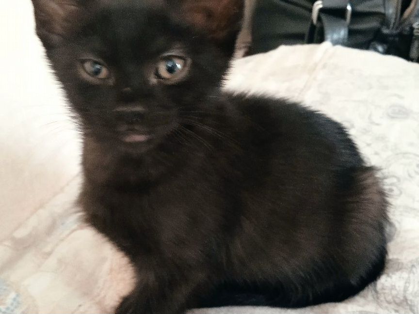 Котёнок в добрые руки